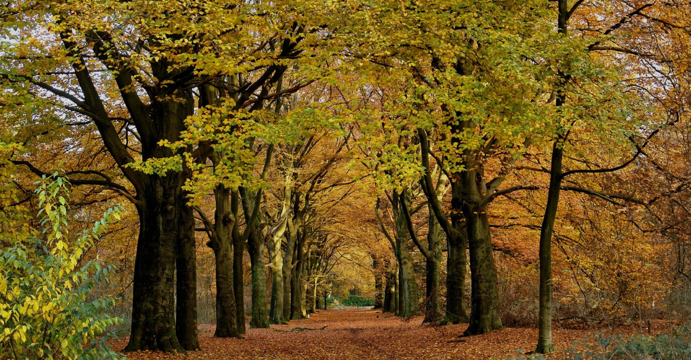 Darryl Hamilton Tree Service Offers Tree Services in Daytona Beach, FL ...