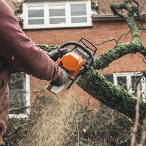 Darryl Hamilton Tree Service Offers Tree Services in Daytona Beach, FL ...